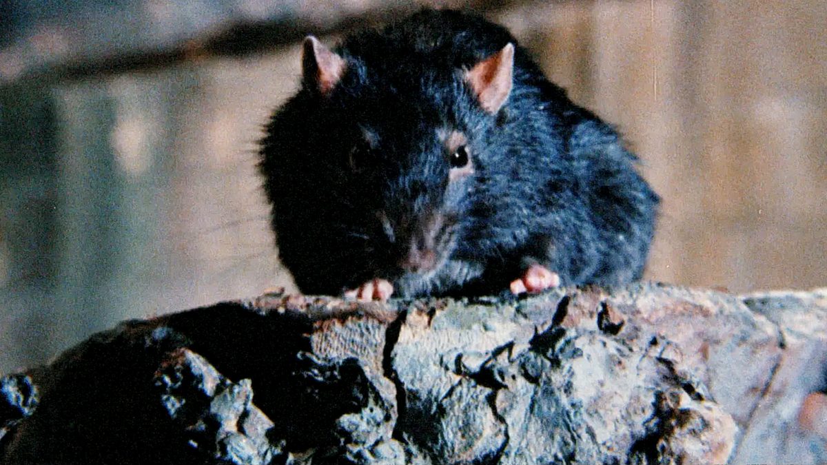 The Clever Way New York City Is Taking Care Of Its Rampant Rat Problem