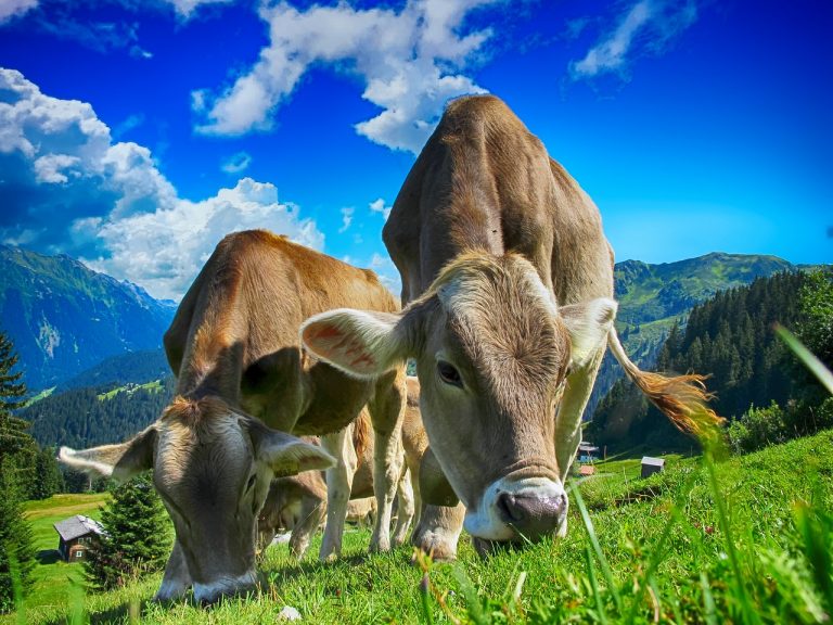 Feral Cows Are Destroying One US National Forest