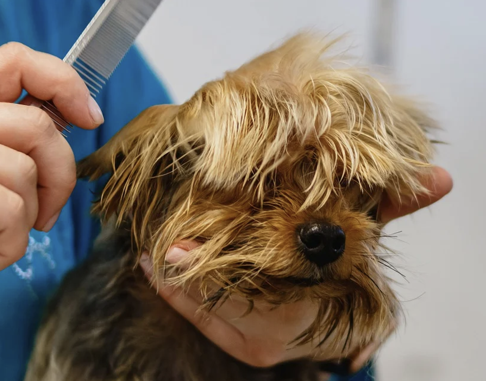 How To Groom Your Dog At Home