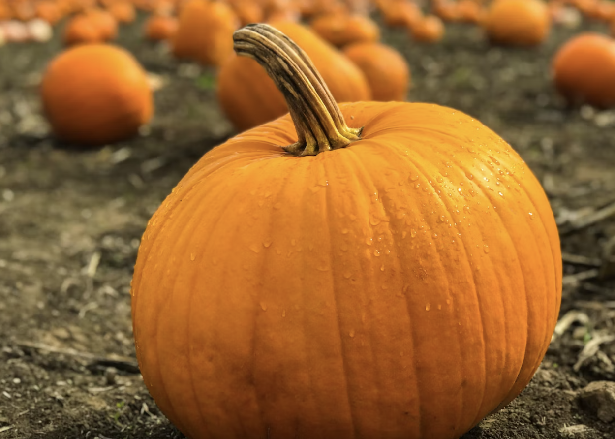 Happy National Pumpkin Day: Here’s How You Can Celebrate