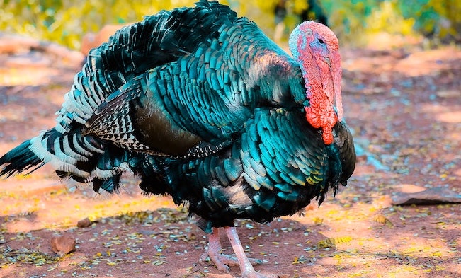 The Real Reason Why The President Pardons A Turkey Every Thanksgiving