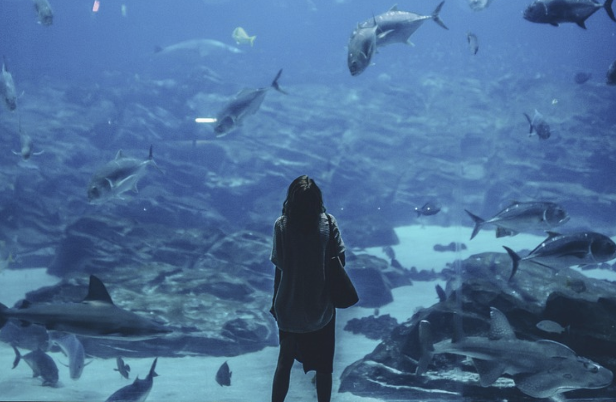 See Thousands Of Fish Fall On Hotel Guests After Massive Aquarium Explodes