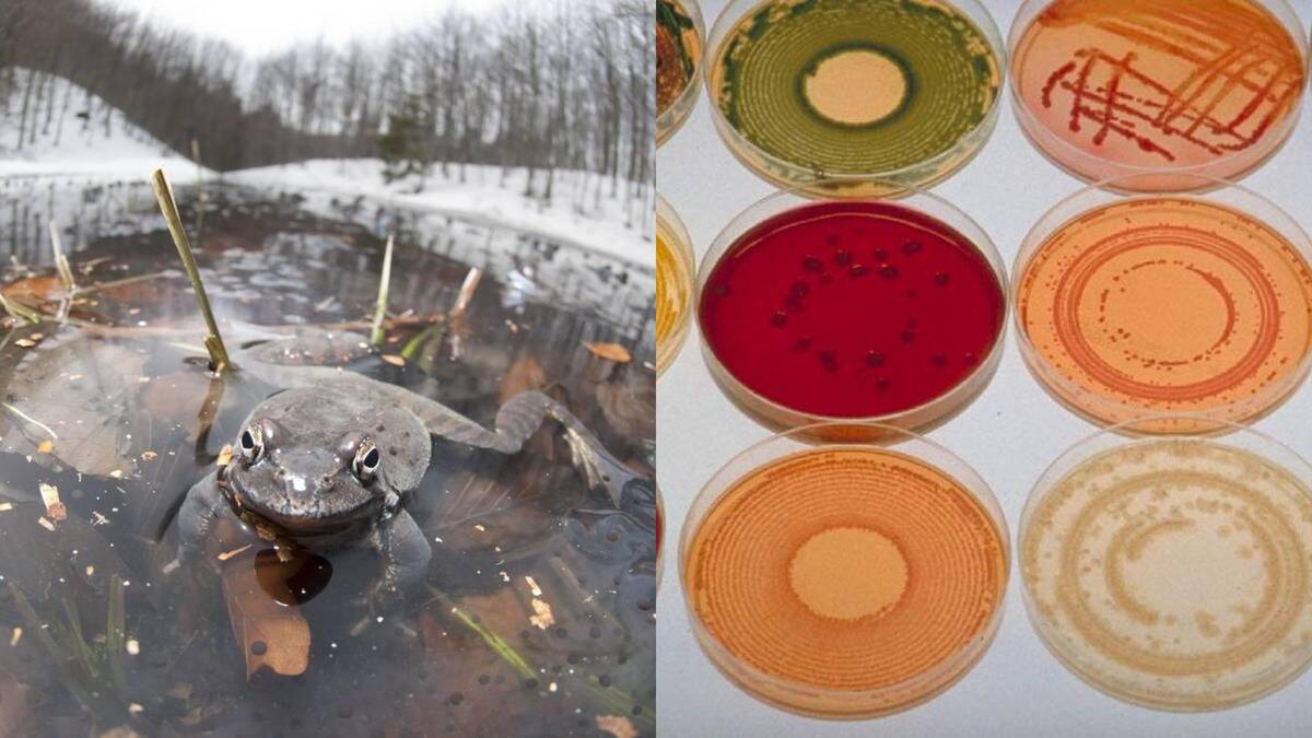 Frozen: The 20+ Most Amazing Things Found Buried In Ice