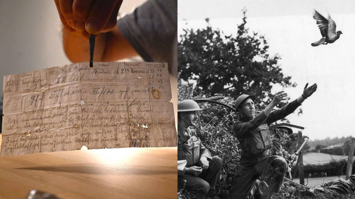 Hikers Stumble Upon An Incredible 100-Year-Old Carrier-Pigeon Message