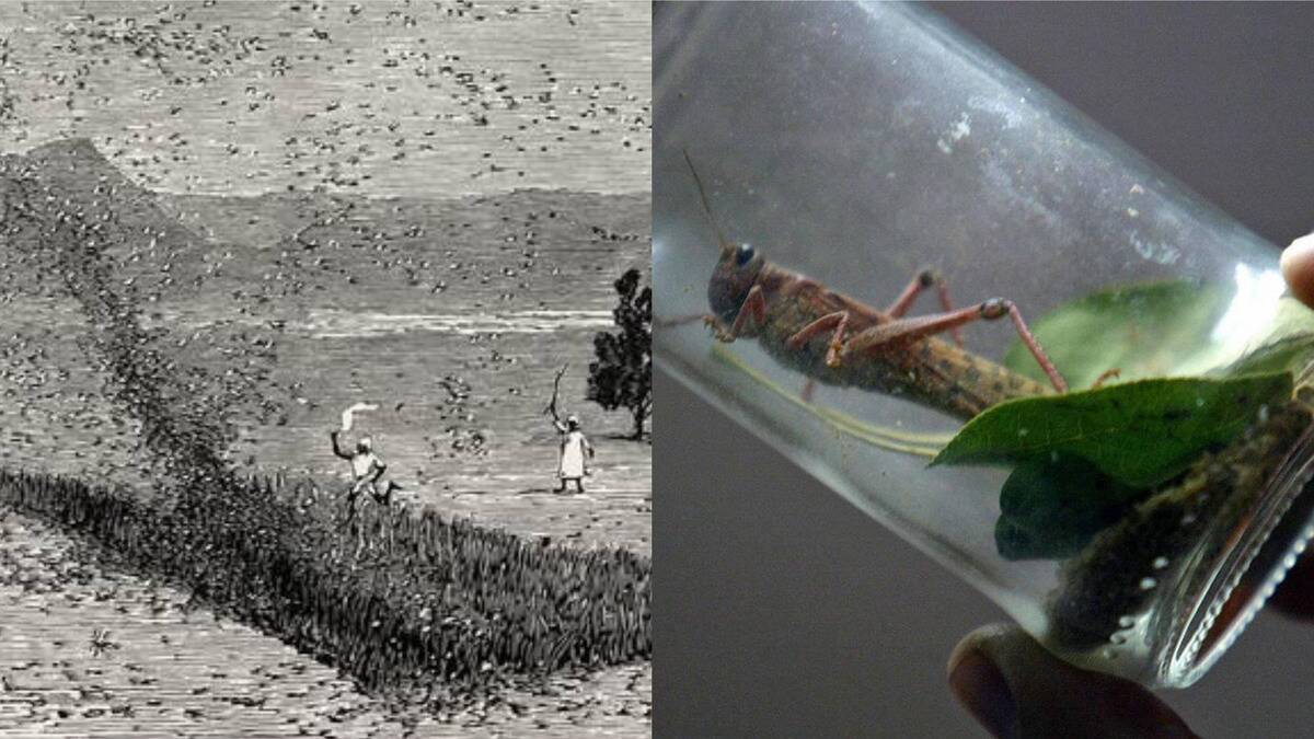 Scientists Have An Explanation For The Biblical Plague Of Locusts